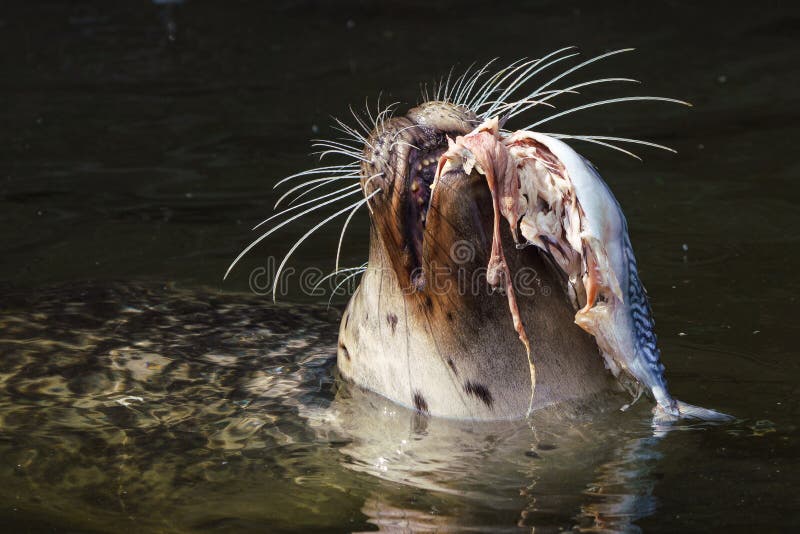 Foca De Porto Phoca Vitulina Com Peixe Capturado Foto de Stock - Imagem ...