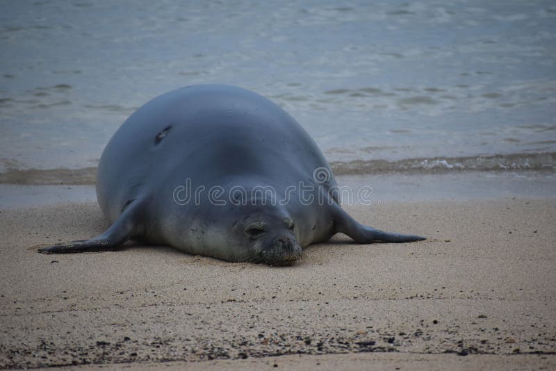 Foca Deitada Numa Praia Arenosa. Foto de Stock - Imagem de oceano ...