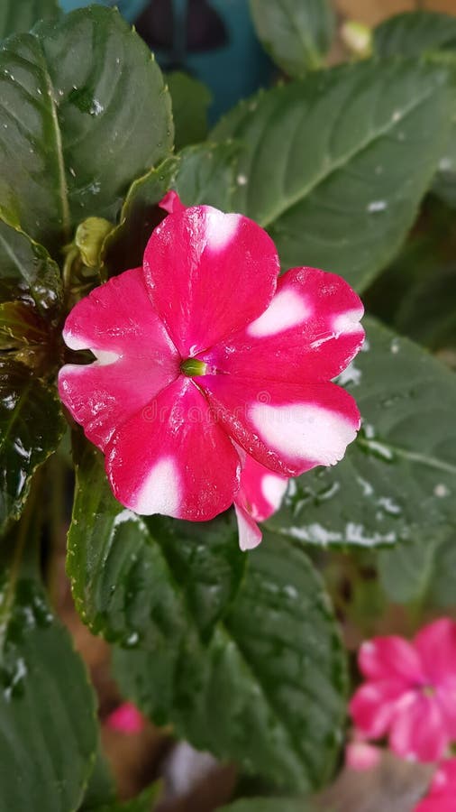 Focal Point of Beautiful Garden Flowers Stock Photo - Image of point ...