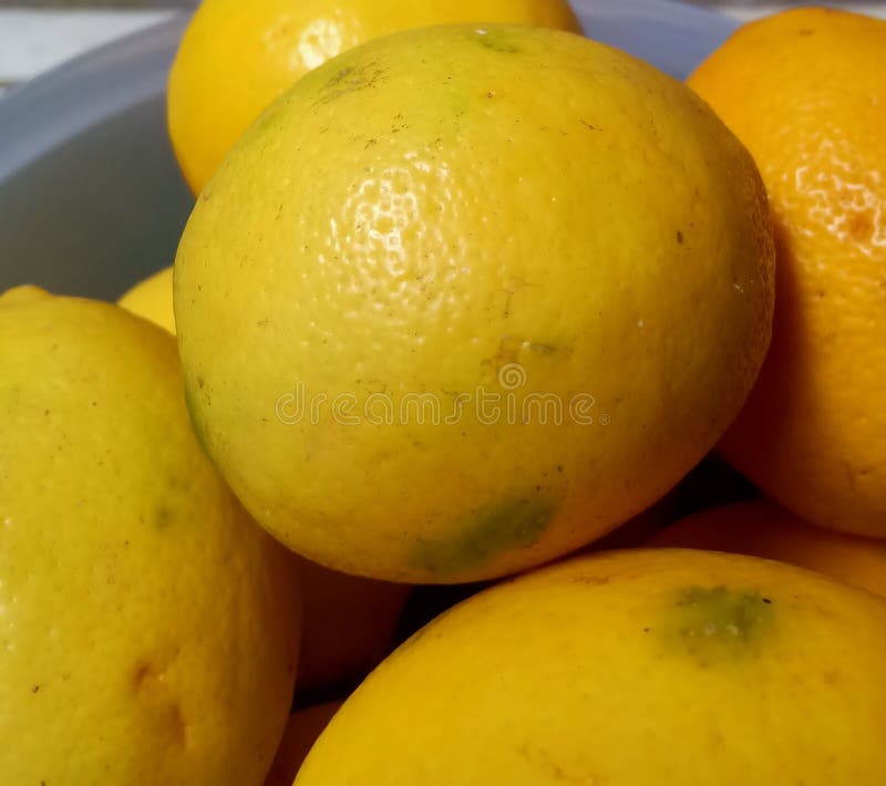 Focal point of lemon fruit stock image. Image of citrus - 264879751