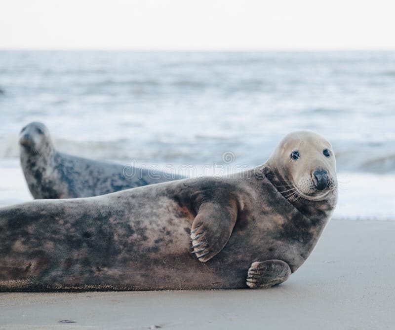 Focas en la playa imagen de archivo. Imagen de onda - 181409481