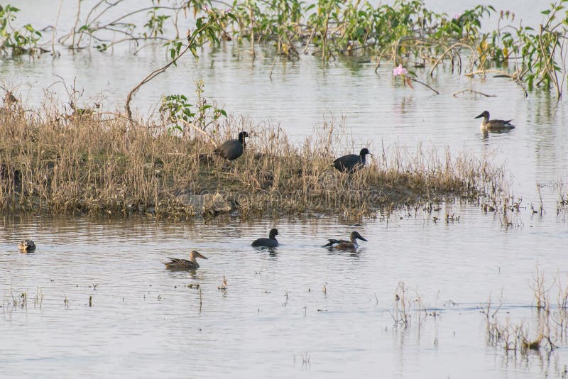 Fochas Comunes Y Patos Migratorios Foto de archivo - Imagen de tanques ...