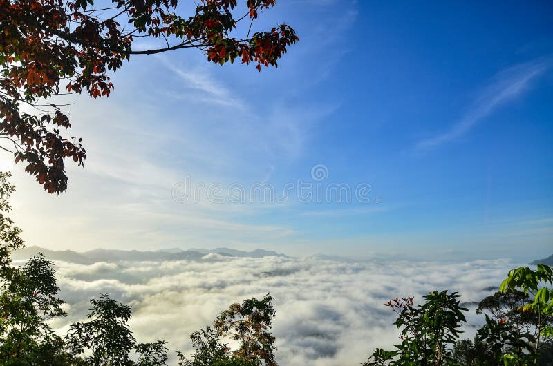 Fock and blue sky stock photo. Image of fock, tree, morning - 146001770