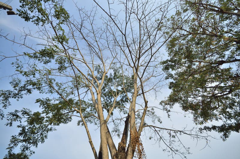 Foco Selectivo a La Rama Del Saman De Samanea Imagen de archivo ...