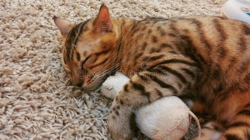 Foco Suave Cat Hugging Toy Mouse Durmiente Imagen de archivo - Imagen ...