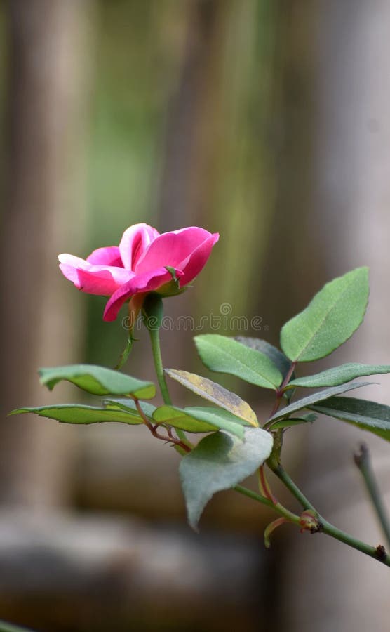 Foco Superficial Vertical De Uma Rosa-rosa-china Com Folhas Verdes Foto ...