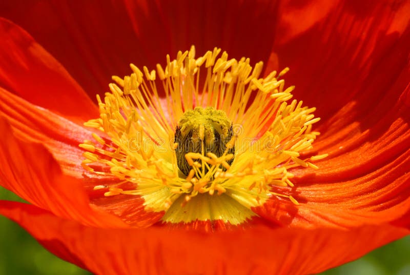 Focolare del fiore rosso immagine stock. Immagine di pistillo - 7949409