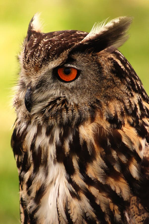 Red-tailed Hawk stock photo. Image of feather, fierce, intimidation ...