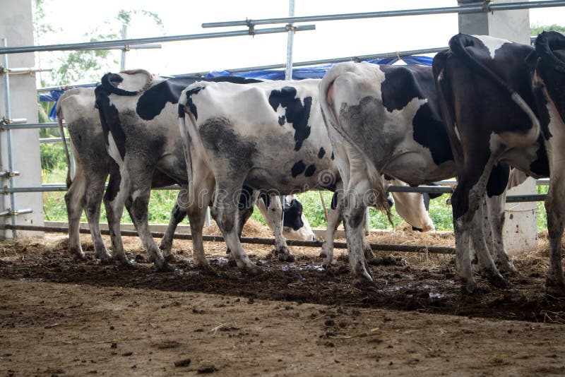 Focus on the Back of the Cows Stock Image - Image of feed, beef: 150733797