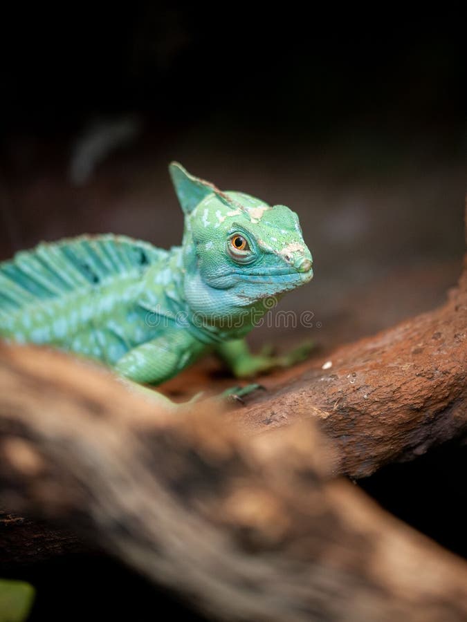 Focus of Basiliscus Amoratus Lizard Stock Photo - Image of animal ...