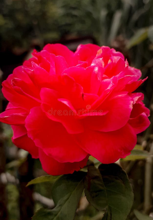 Focus on a Beautiful Red Rose in the Garden Stock Photo - Image of ...