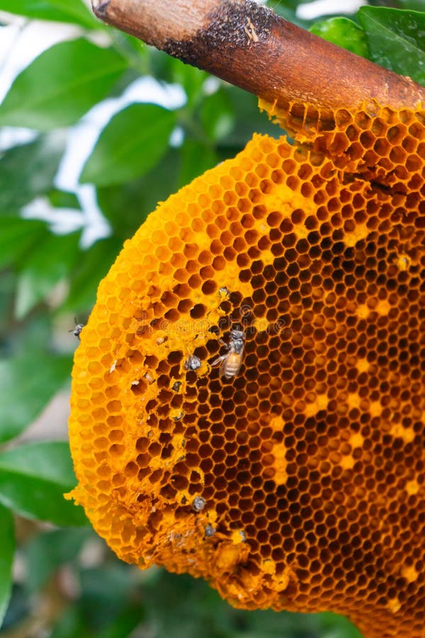 Focus of Bee Searching for Honey in Honeycomb on Nature Background ...