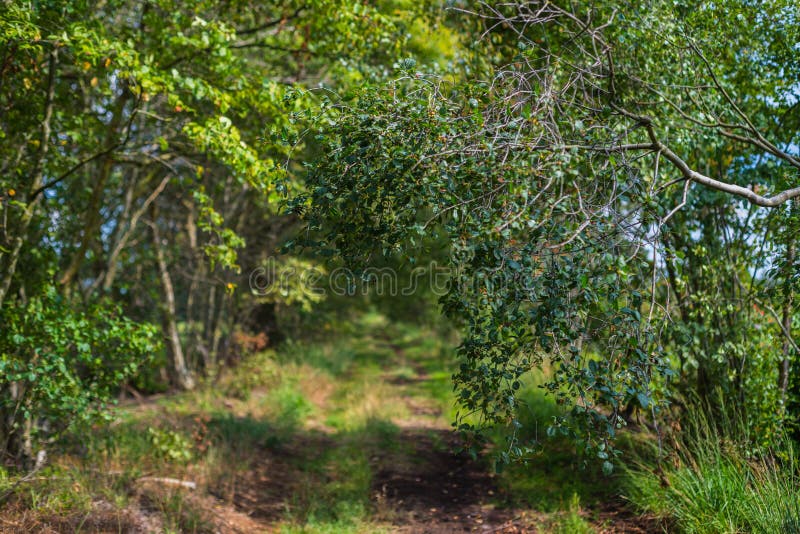 Focus on the bent trees stock image. Image of green - 154712561