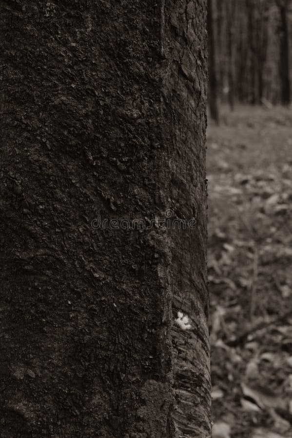 Focus on the Big Tree Trunk, Selective Focus Stock Photo - Image of ...