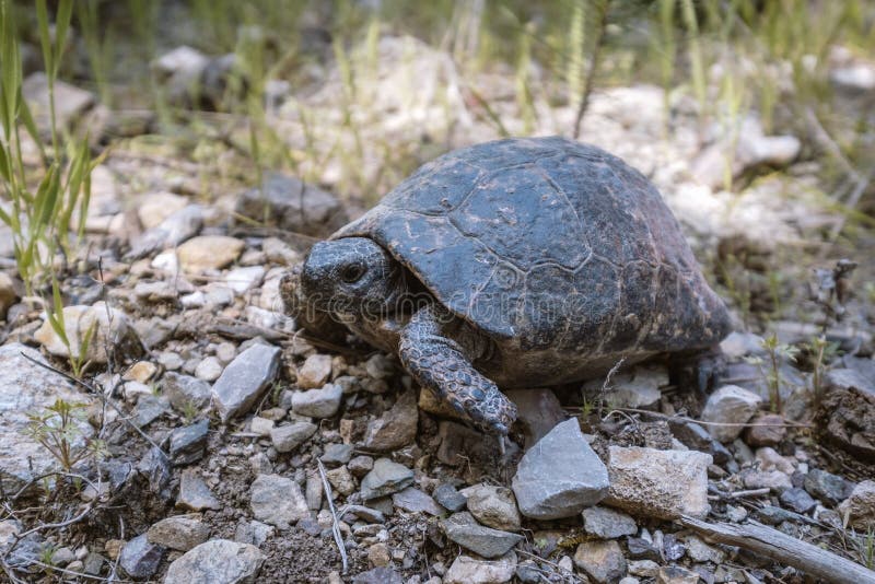Turtle on ground stock image. Image of grass, crawl - 249645363