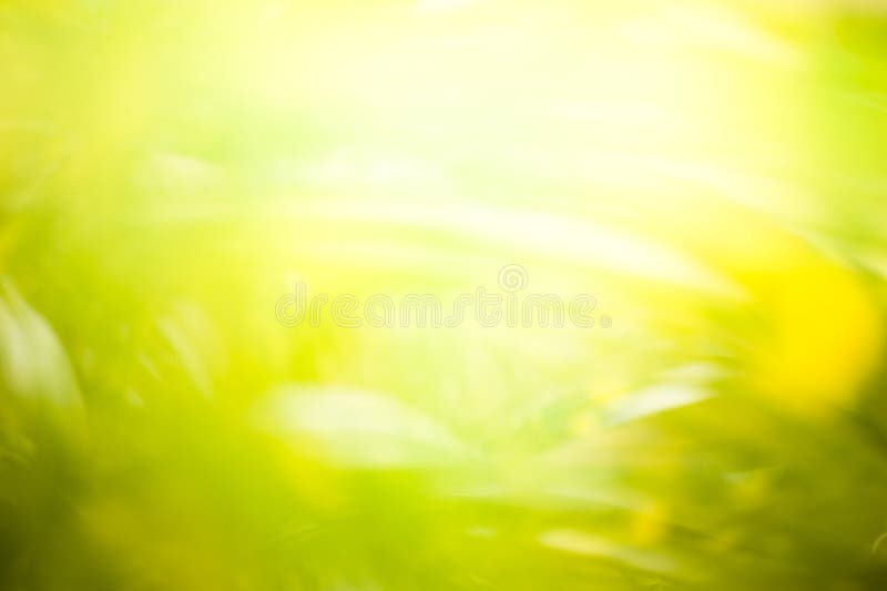 Focus Blur of Leaves with Diffused Light Stock Photo - Image of ...