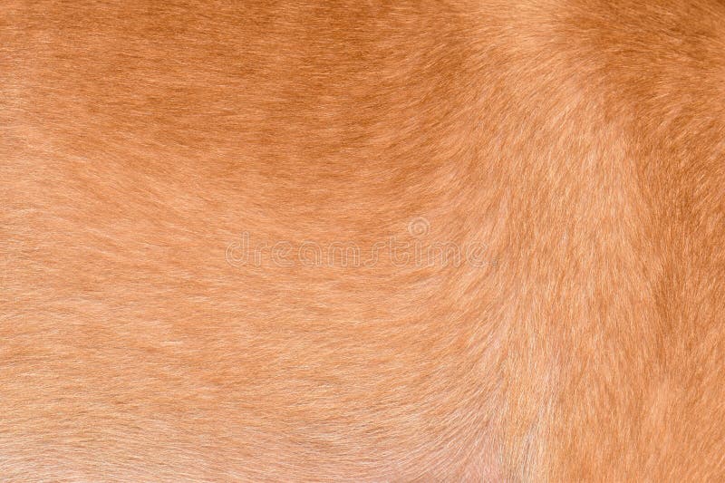 Focus of Brown Dog Hair , Dog Fur Texture Stock Image - Image of ...