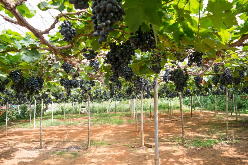 Focus Bunch Seedless Grapes on the Vine in Vineyard Stock Image - Image ...