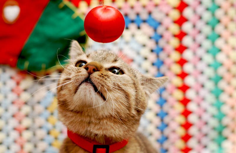 Focus cat stock image. Image of funny, looking, adorable - 23483425