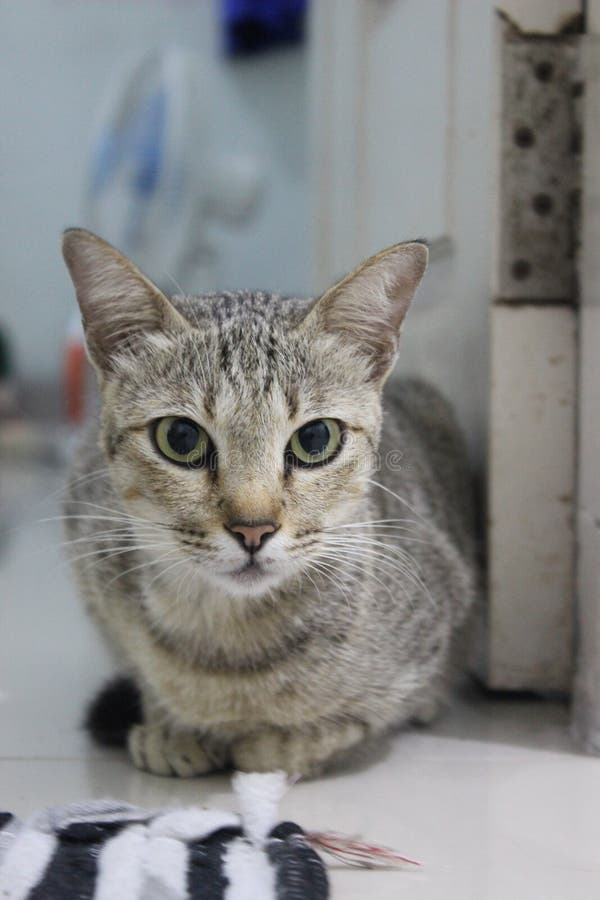 A focus cat on camera stock image. Image of night, eyes - 266969953