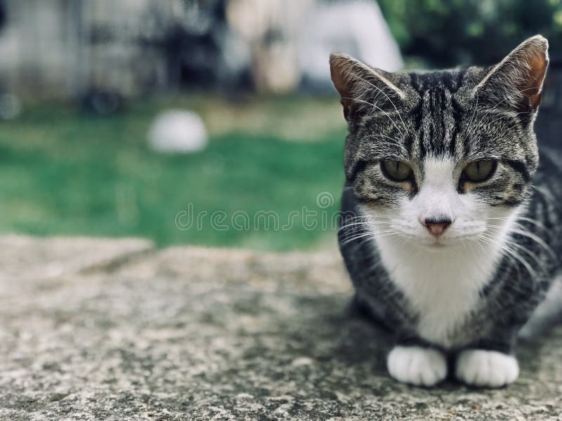 Focus. Cat. Relax stock image. Image of beautiful, observant - 127902995