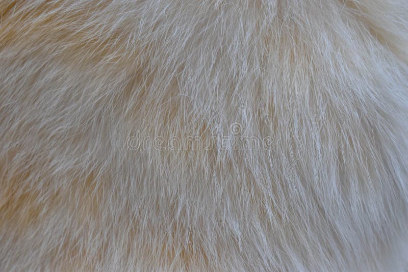 Focus of Cats Hairs , Cat Fur Texture Stock Image - Image of pedigree ...