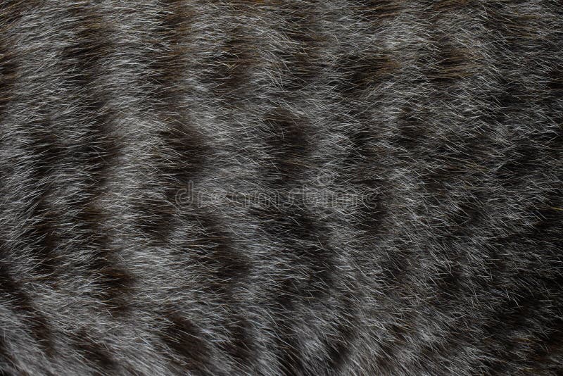 Focus of Cats Hairs , Cat Fur Texture Stock Photo - Image of creative ...