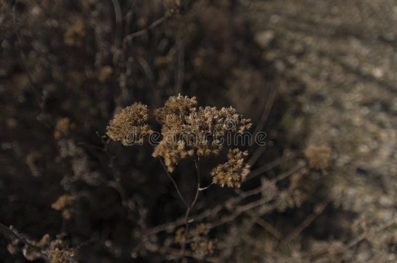 Focus of Dried Weed with Blured Background Stock Photo - Image of ...