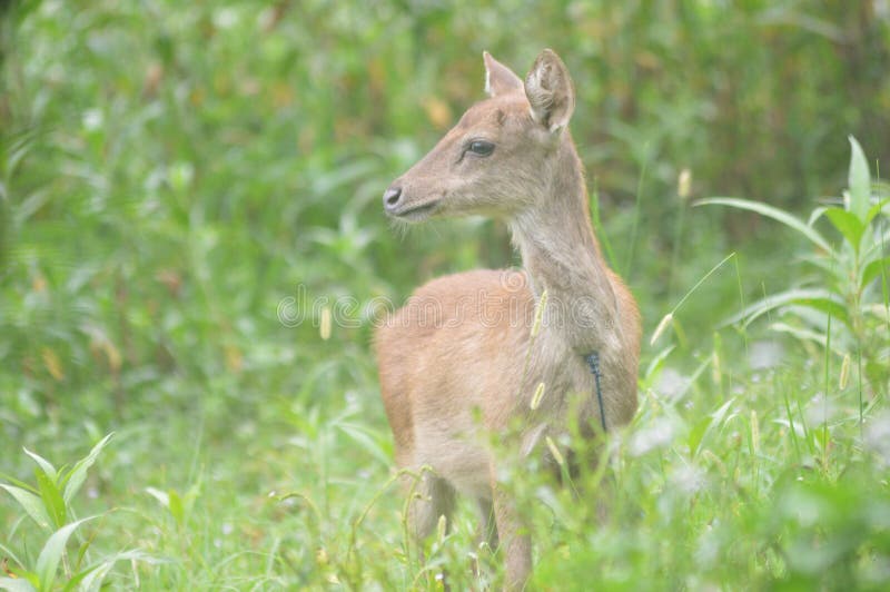 Focus on a Fawn Playing on the Edge of the House. Stock Image - Image ...