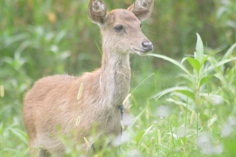 Focus on a Fawn Playing on the Edge of the House. Stock Photo - Image ...