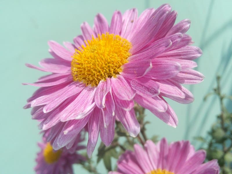 Focus flower stock photo. Image of nature, flower, morning - 110132450