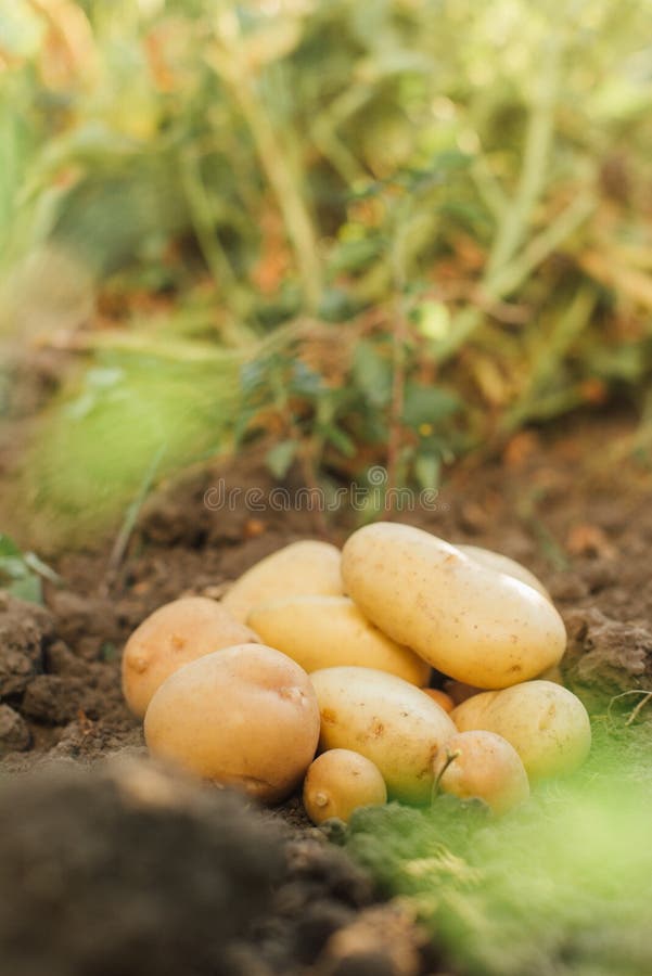 Focus of Fresh Potatoes on Ground Stock Image - Image of soil, farm ...