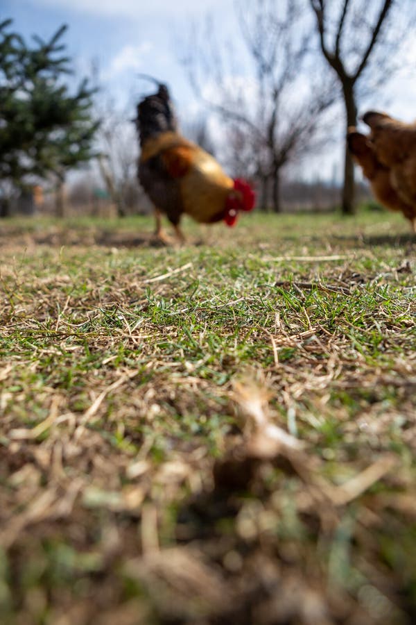 3,043 Rooster Farm Outside Background Stock Photos - Free & Royalty ...