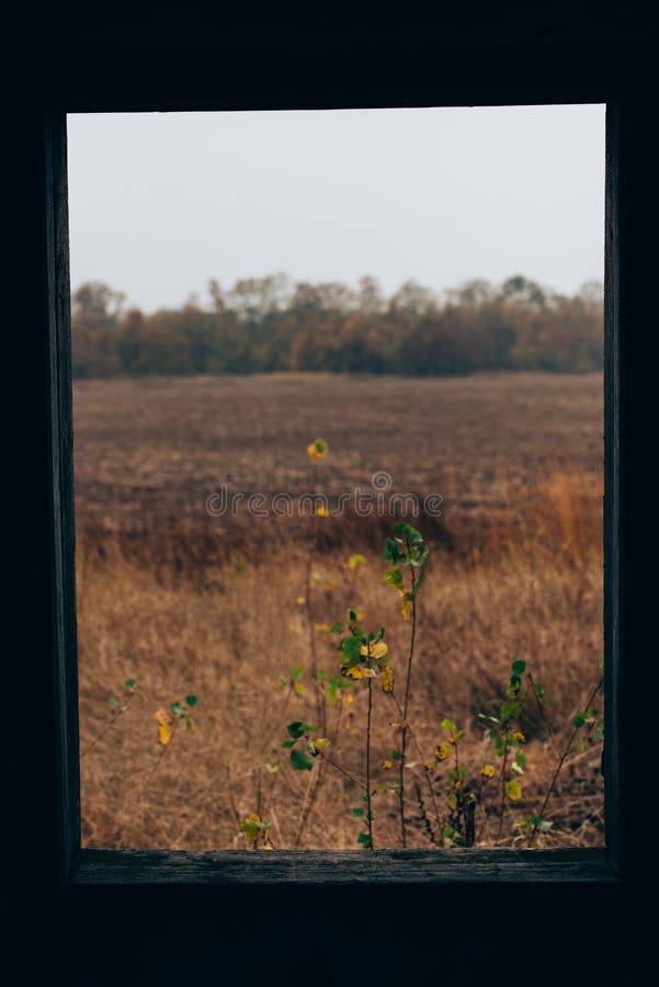 Focus of Grass on Field Behind Window of Abandoned House Stock Photo ...