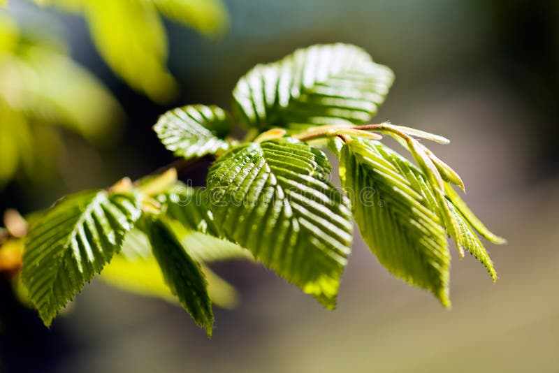 Focus on green leaves stock photo. Image of leafs, outdoor - 75960396