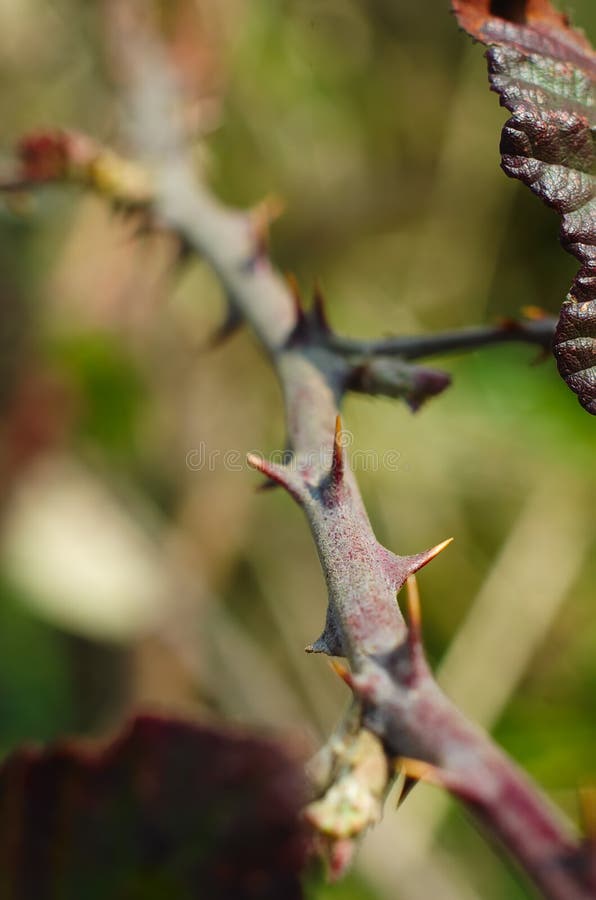 Wild bramble bushes stock photo. Image of berry, bramblebushes - 188853612