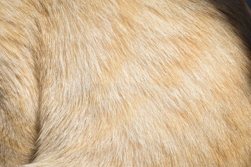 Focus of Hairs Cat , Cat Fur Texture Stock Photo - Image of concept ...