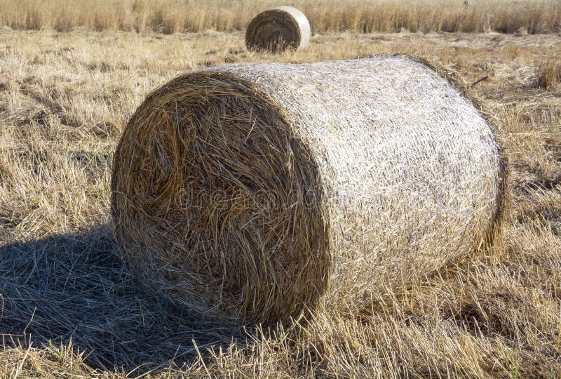 Focus on the Hay Roll stock photo. Image of nature, sunny - 257556284