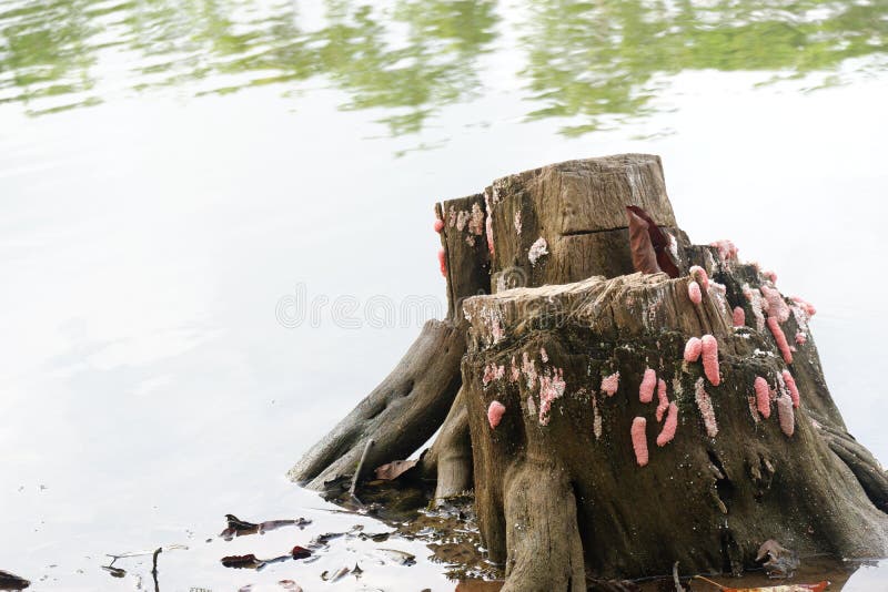 A Snail and a Sea Conch Clinging To the Rock Stock Photo - Image of ...