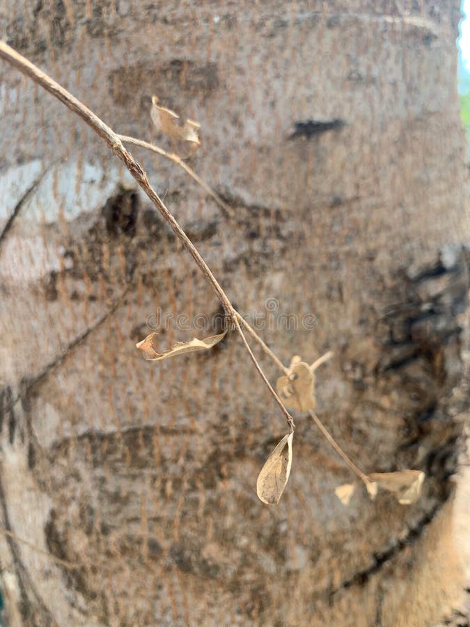 The Focus Image of Tree Branch As Abstract Background Stock Image ...