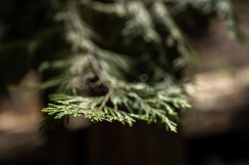 Focus on Just the Tip of Evergreen Pine Needle Stock Image - Image of ...