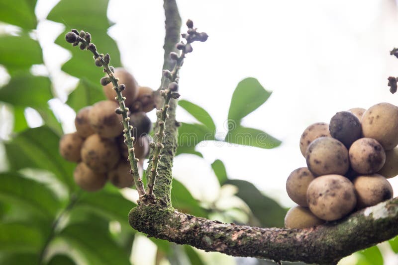 Langsat or Lanzones Fruit on Stem of Tree at Orchard Stock Photo ...