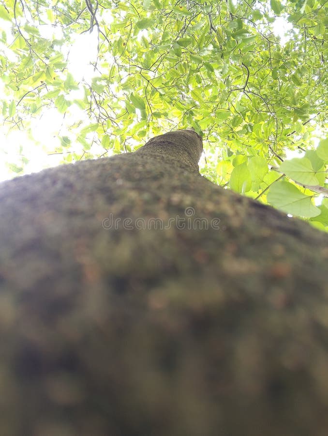 Focus on a Large Tree in an Industrial Area during the Day Stock Photo ...