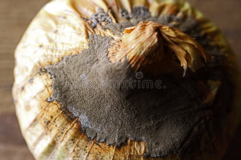 Focus on Layer of Moldy Growth on an Onion Stock Photo - Image of shade ...