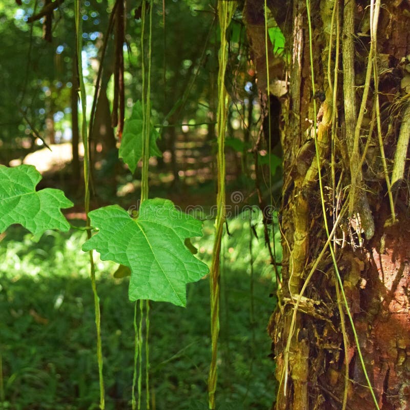 Focus on the Leaves in the Forest Stock Photo - Image of roots, focus ...