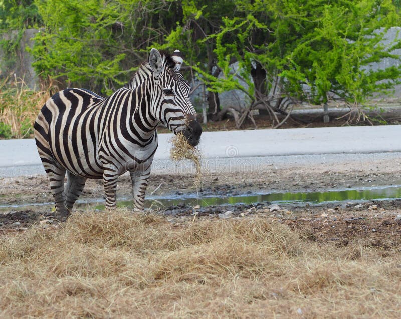 Focus the Lovely of Zebra Live with Natural Stock Photo - Image of ...