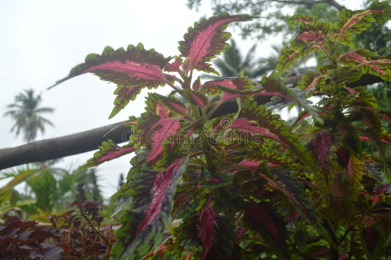 Focus on the Mayana Leaves in Such a Beautiful Garden Stock Image ...