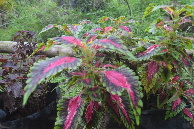 Mayana Leaves in the Garden, Full Plant Stock Image - Image of health ...