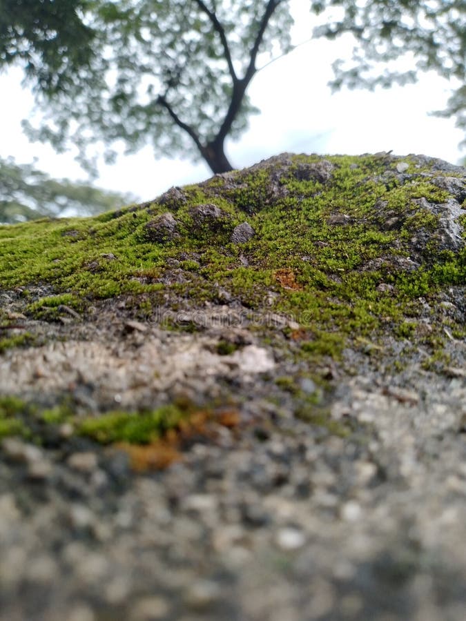 1. Focus on Moss with Unique Motifs on the Rock, Against the Backdrop ...