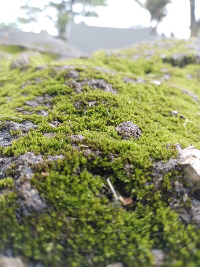 1. Focus on Mossy Rocks and Blurred Trees in the Background Stock Photo ...